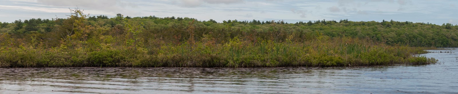 Nature photos from an Amateur Naturalist: Ponkapoag Bog, USA (Ponkapoag ...