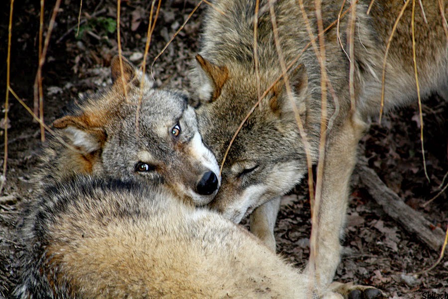 White Wolf : Wolves Are Getting Some Wet Lovin': 20 Photos Of Wolf Kisses