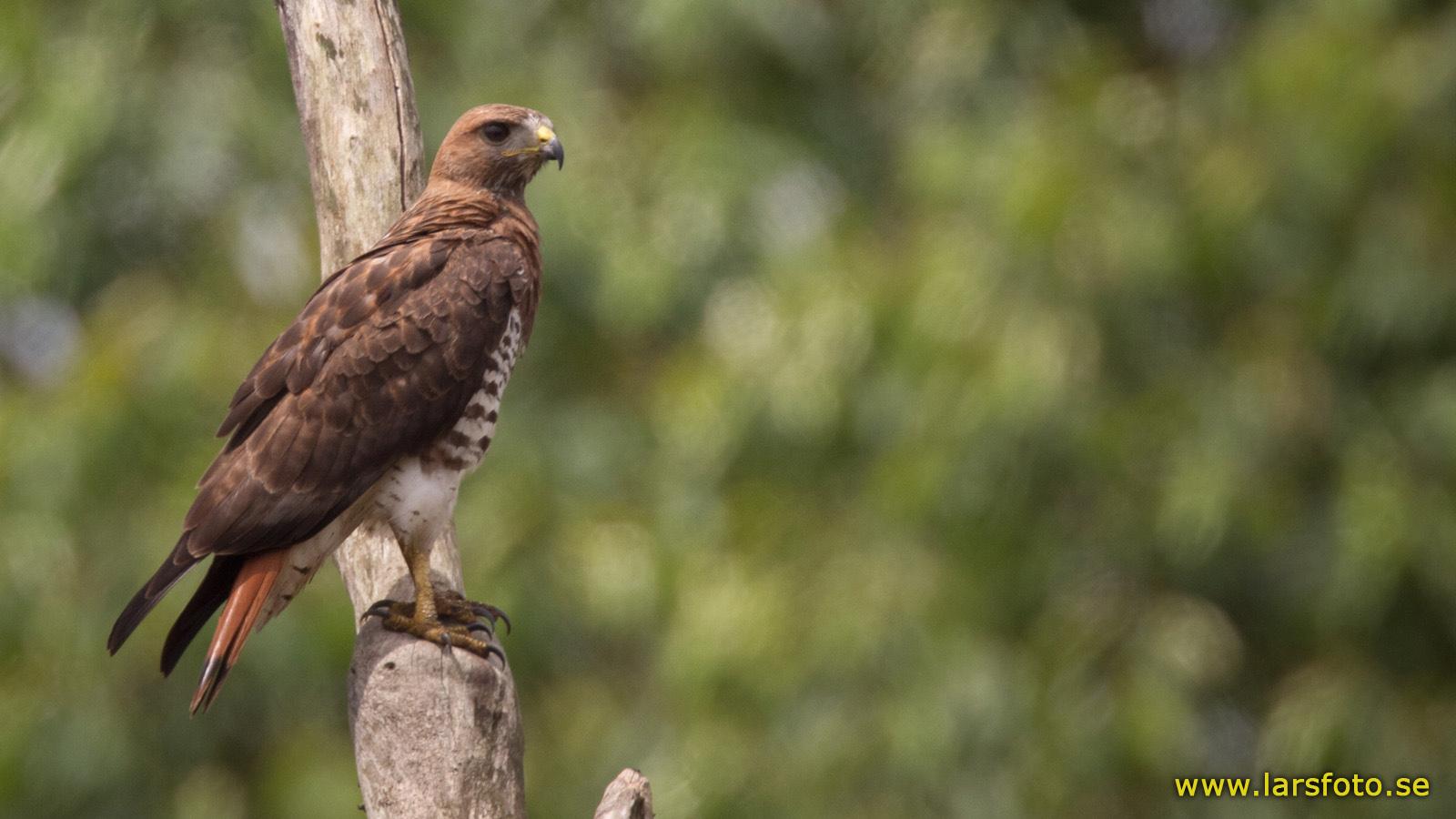 Tierra de águilas, halcones, aguiluchos y otras rapaces: Busardo cuello ...