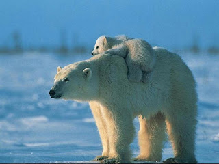 IMAGENES DE OSOS POLARES: IMAGEN OSO POLAR CON OSITO