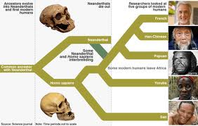 Biology II : Neanderthals: Subspecies or Separate Species Than Humans?