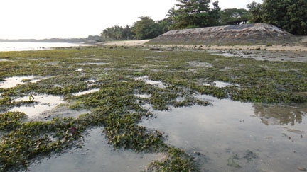 wild shores of singapore: Seagrassy Pasir Ris Park