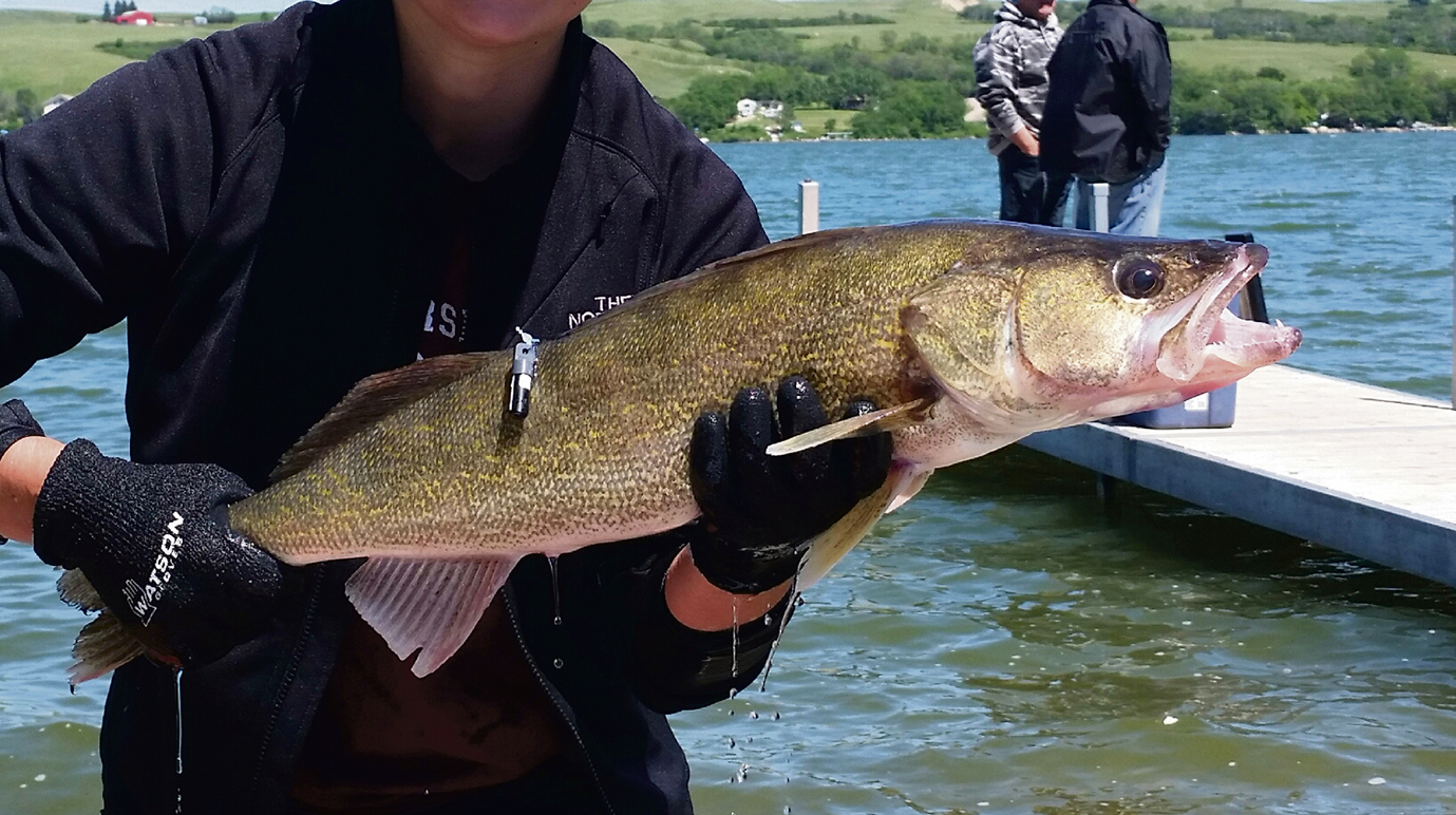 Lisa's Corner: Moose Jaw Times-Herald: New fish study underway at ...