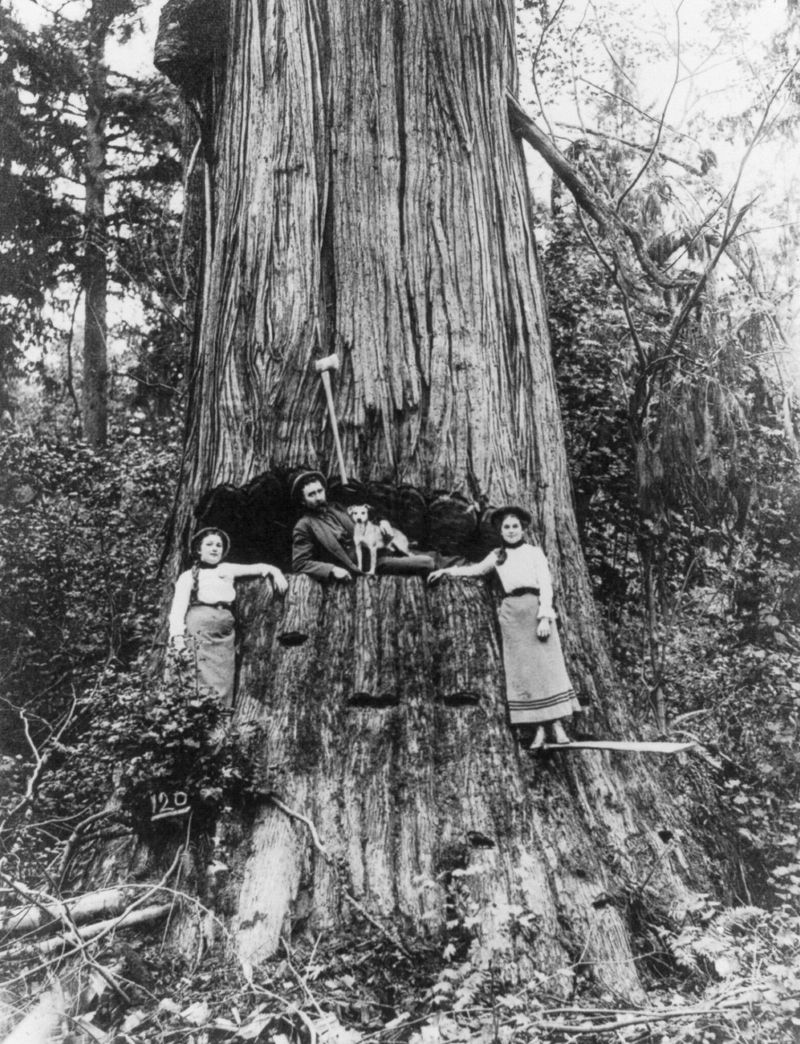 20 Vintage Photos of Lumberjacks Who Felled Big Trees Using Only Hand ...