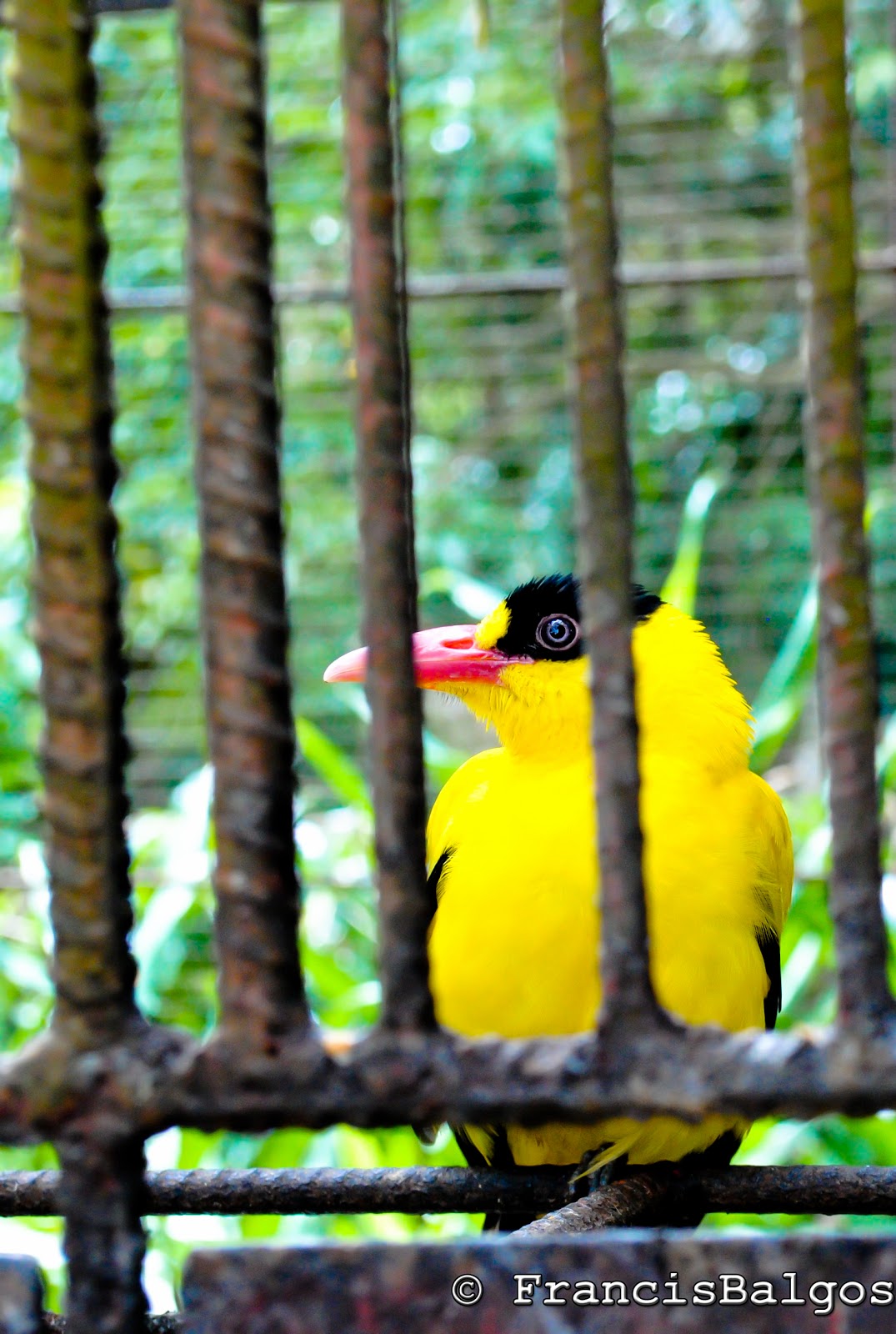 Bohol | Biggest Python ~ Pala-lagaw