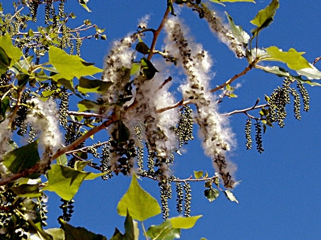 VILLENATURA: Populus nigra