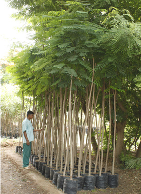 Jual Pohon Flamboyan Merah Murah Delonix Regia - Tukang Taman Minimalis ...