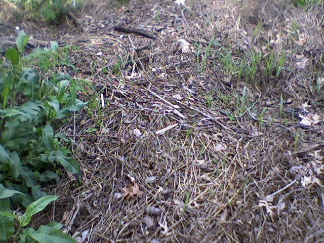 Gourmet Bugs: Gathering Native Nightcrawlers