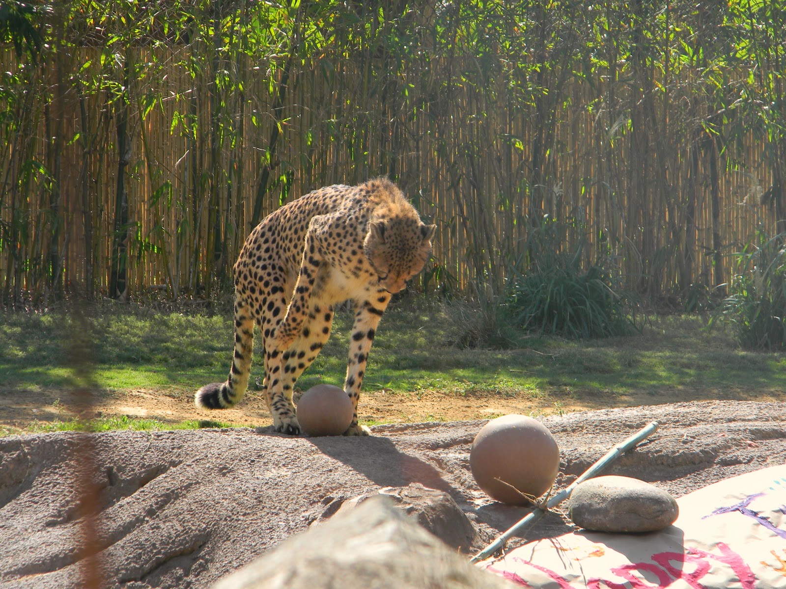 The "Unknown" Florida: Busch Gardens - Tampa, FL