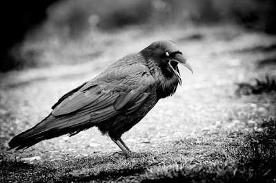 The Birdist: Scary Birding Stories!