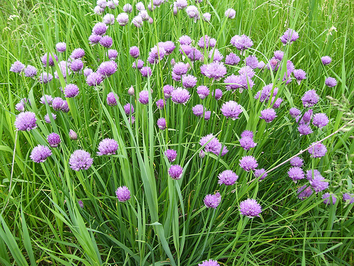 Behind the French Menu: Ciboulette – Chives, the herb, in French Cuisine.
