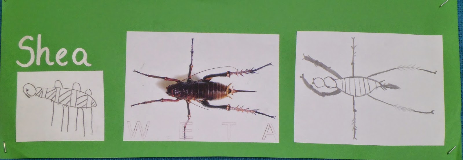 Mangorei Student Blog 2013