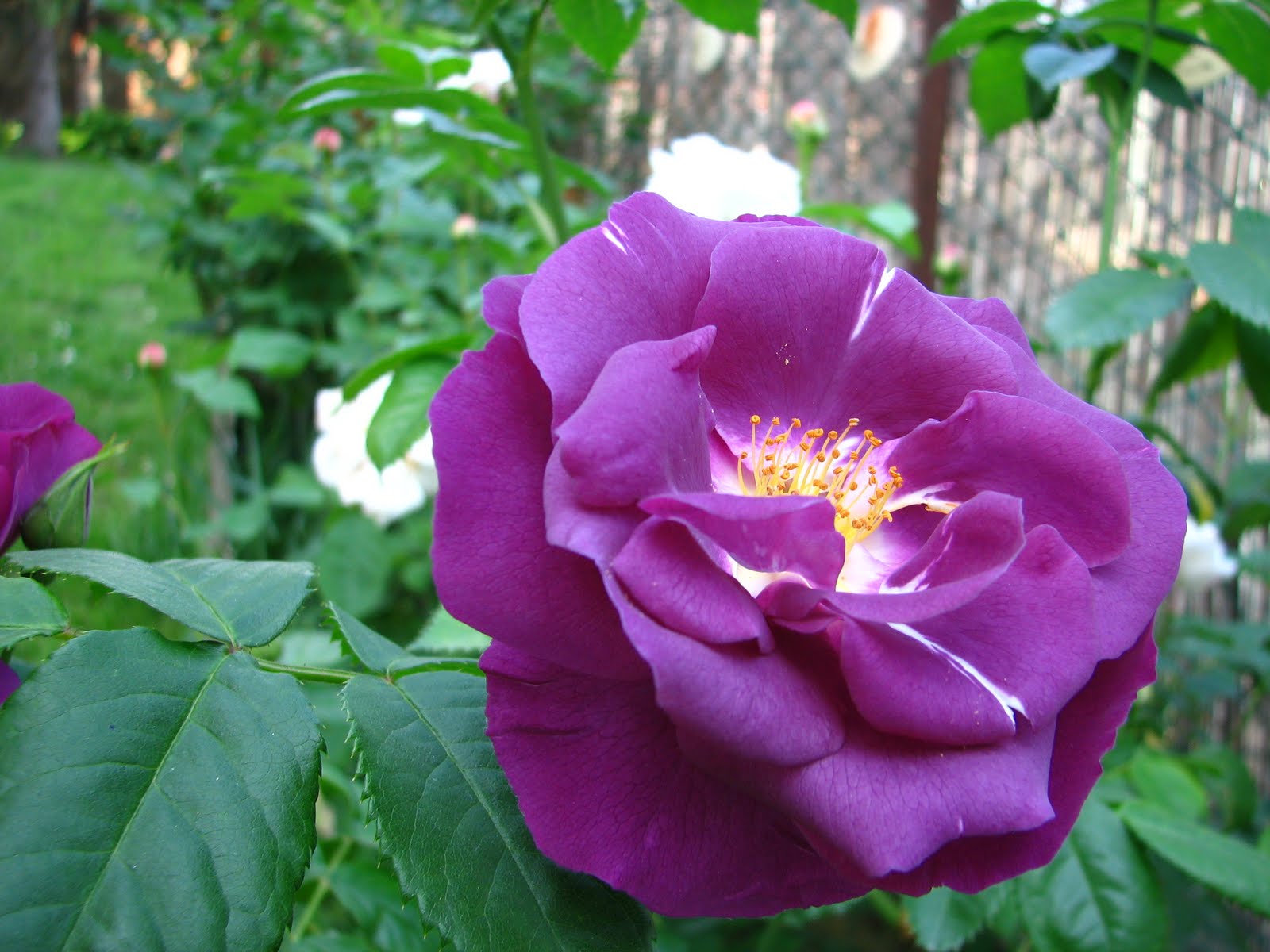 L'orto dei colori: Rincalzi e rose viola