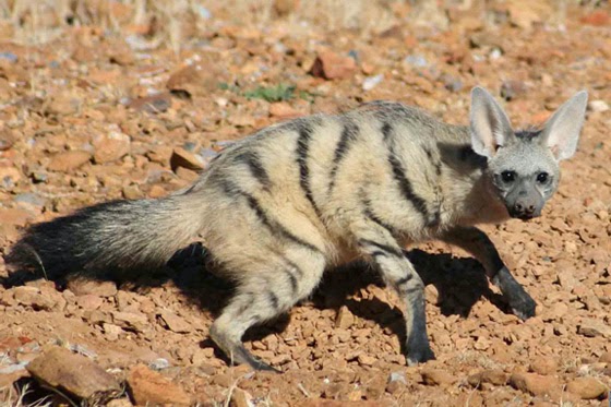 Aardwolf, Aardwolf Reproduction, Food Aardwolf part 3 - veterinary online
