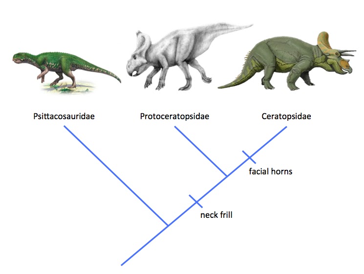 Weird & Wonderful: The cheekbone case: Briefly about Ceratopsia