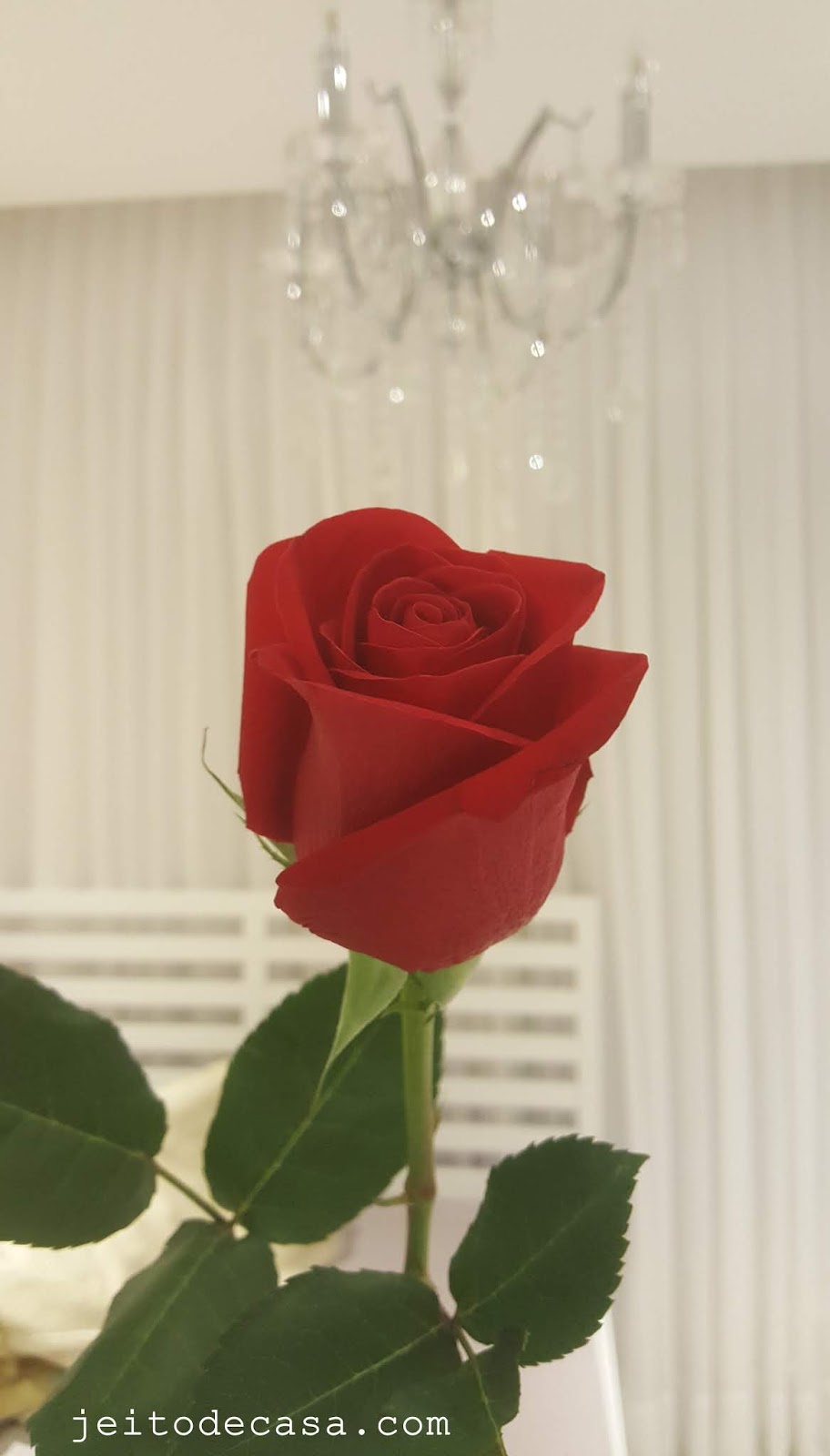 Imagem da rosa vermelha perfeita... - Jeito de Casa - Blog de Decoração ...