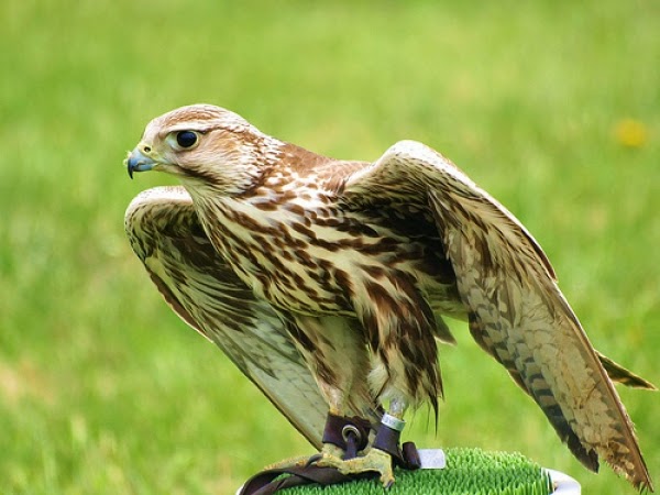Falcon Birds - birds images