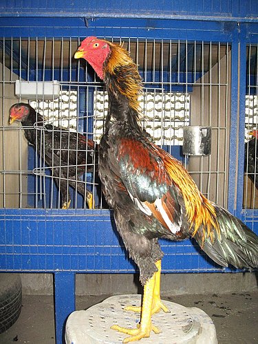 Hobi Ayam Tangkas: mengenal ayam shamo taiwan ayam adu kelas berat super