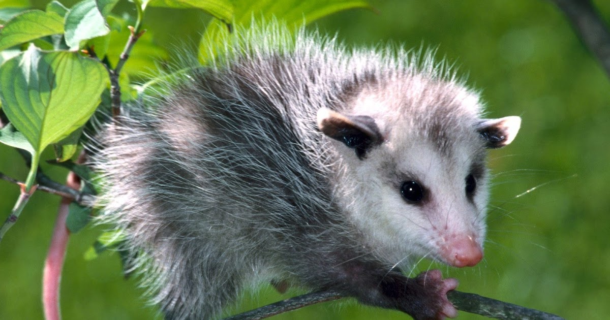 Opossum | Amazing Animal Interesting Facts & Photos | The Wildlife