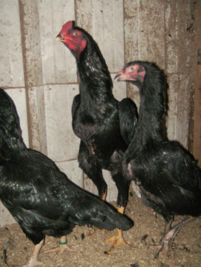 KING GHAZI: Indian Asil