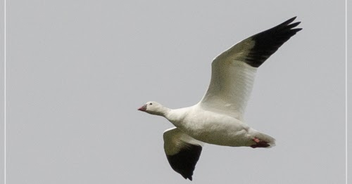 Prairie Nature: Ross's Goose flying with Canada Geese
