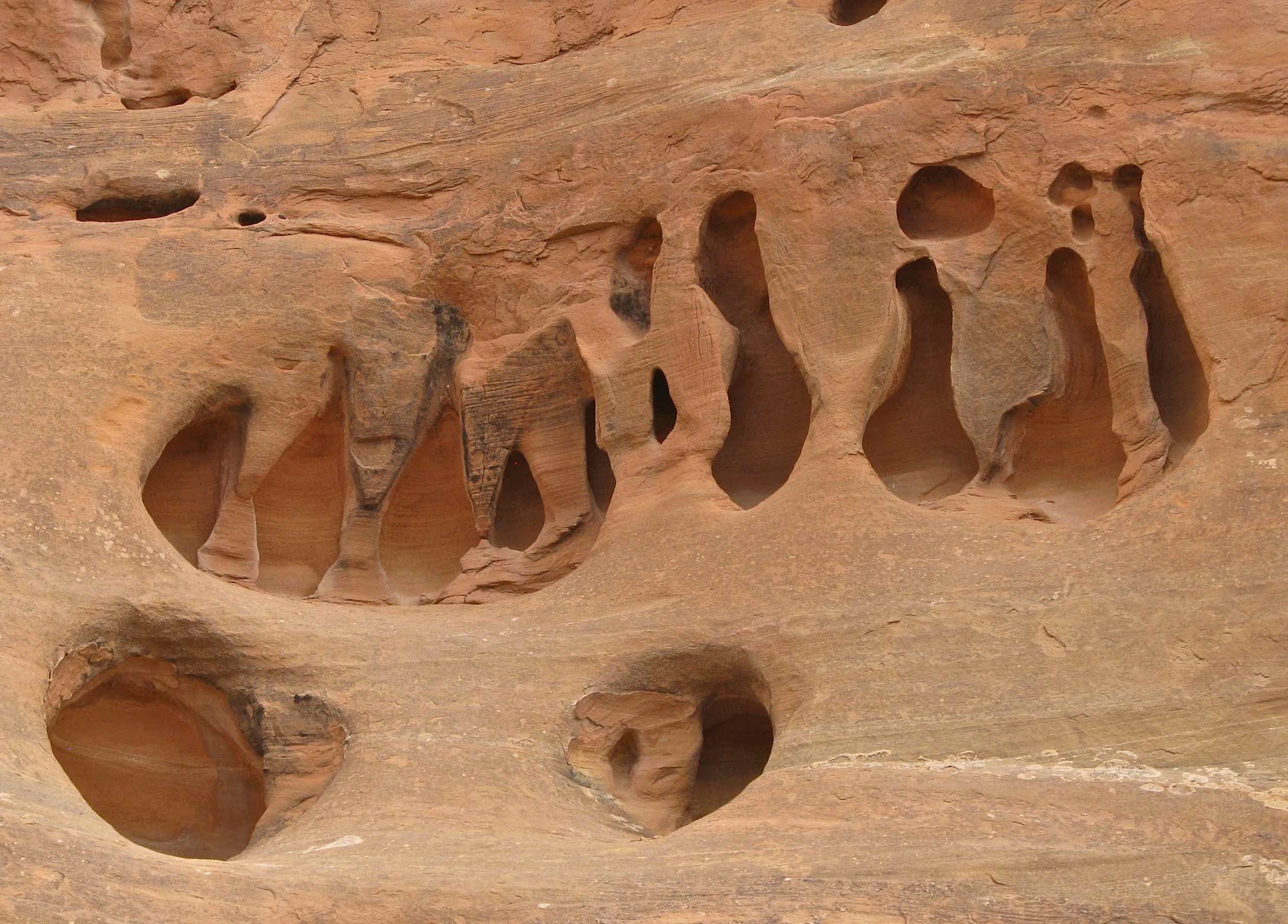 In the Company of Plants and Rocks: tafoni #1