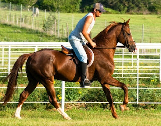 Equinos: Conozcamos algunas Razas