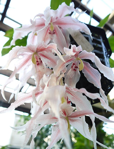 The Orchid Column: The Most Beautiful Orchid