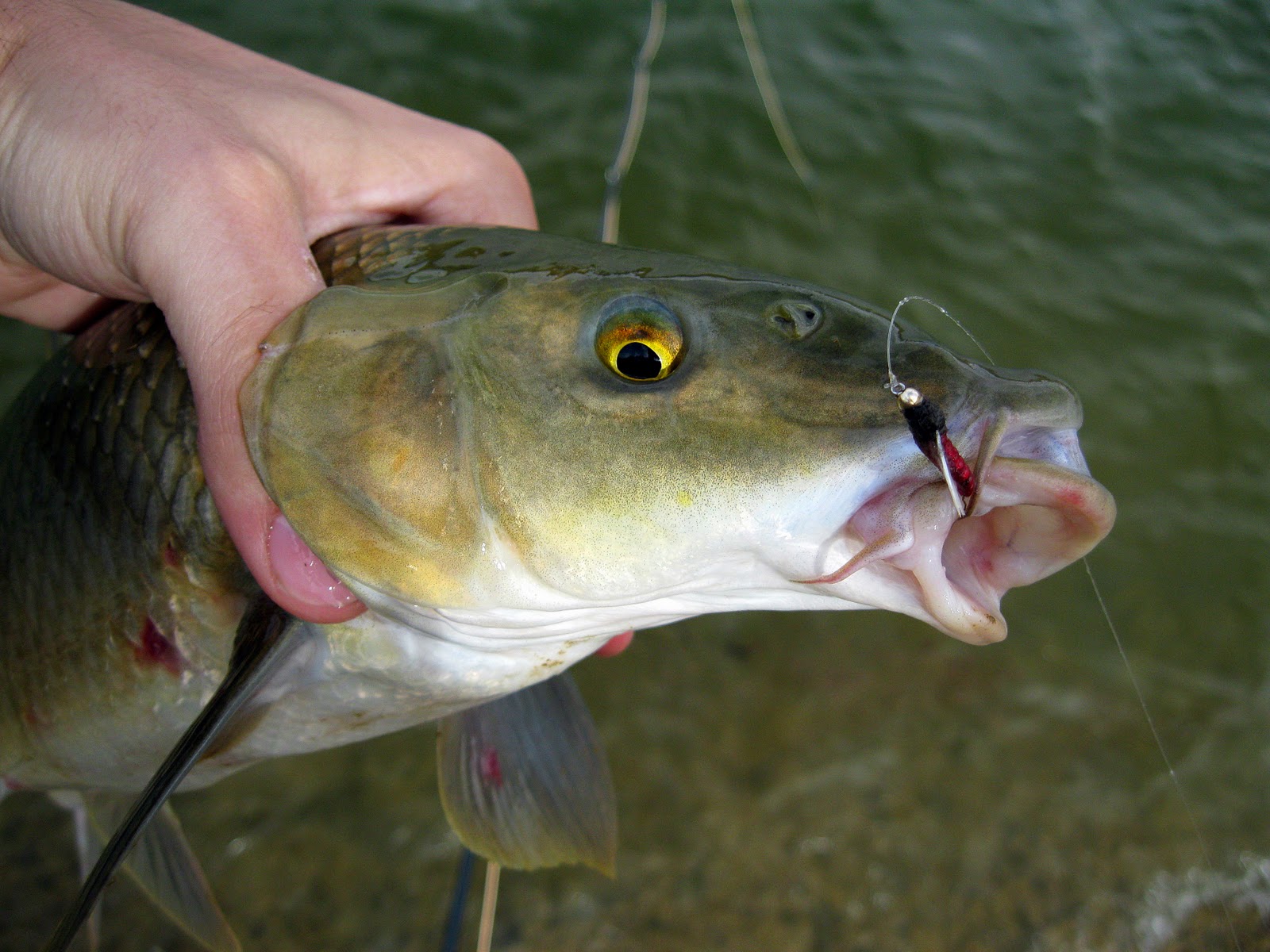 NATURMOSCA: Una de barbos