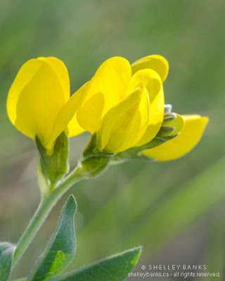 Prairie Wildflowers: Golden Bean, Buffalo Bean: Vibrant Wildflower