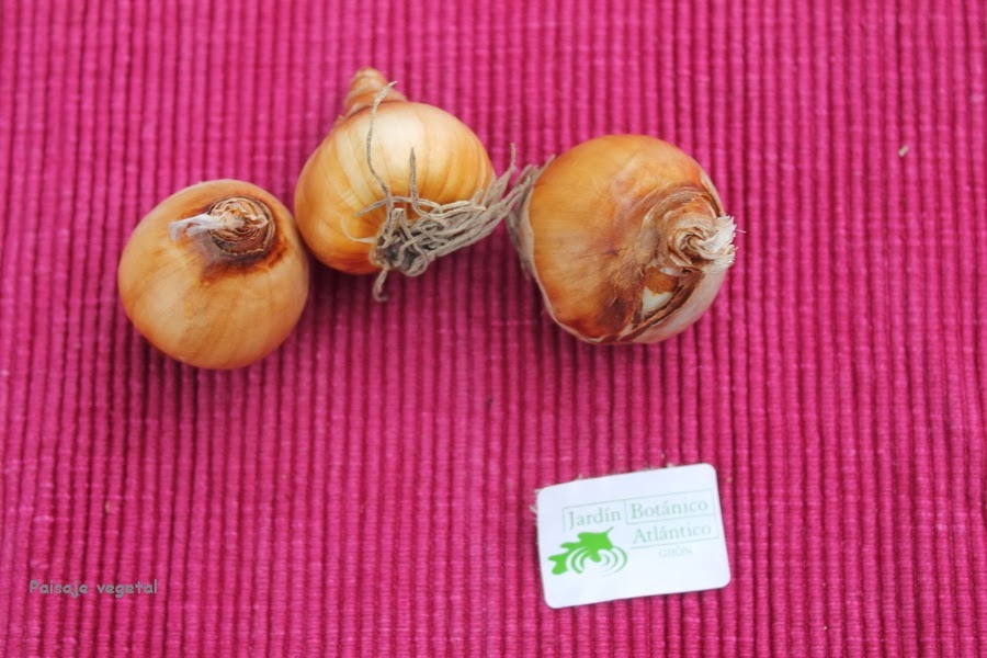 Paisaje vegetal: Propagación vegetativa; bulbos y otros tipos