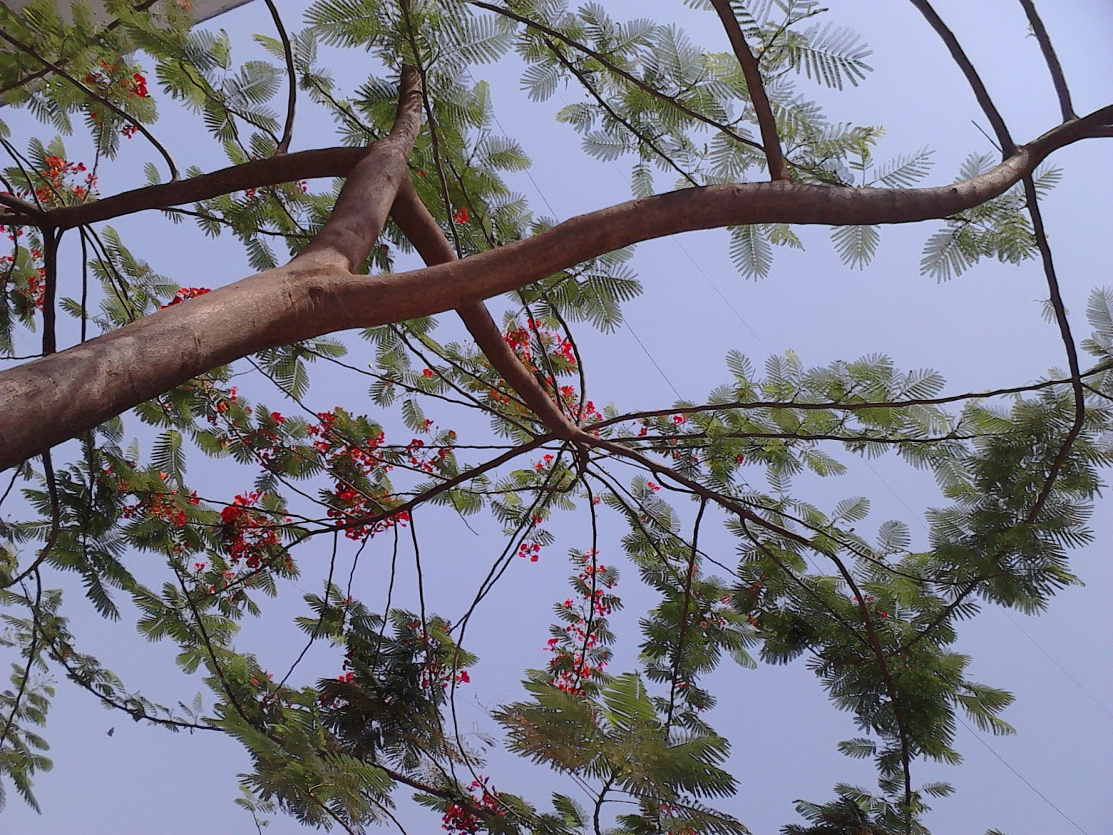 Garden Care Simplified: Gulmohar Tree at Full Bloom Feng Shui Symbolism ...