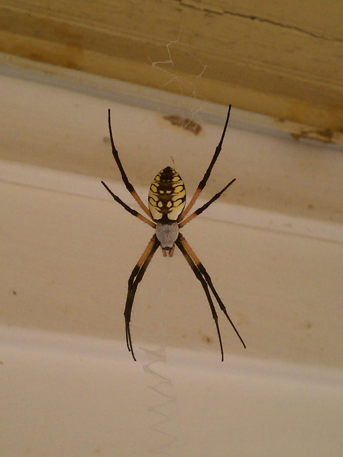 Surviving in the Reel World: Deer Hunting in Kentucky