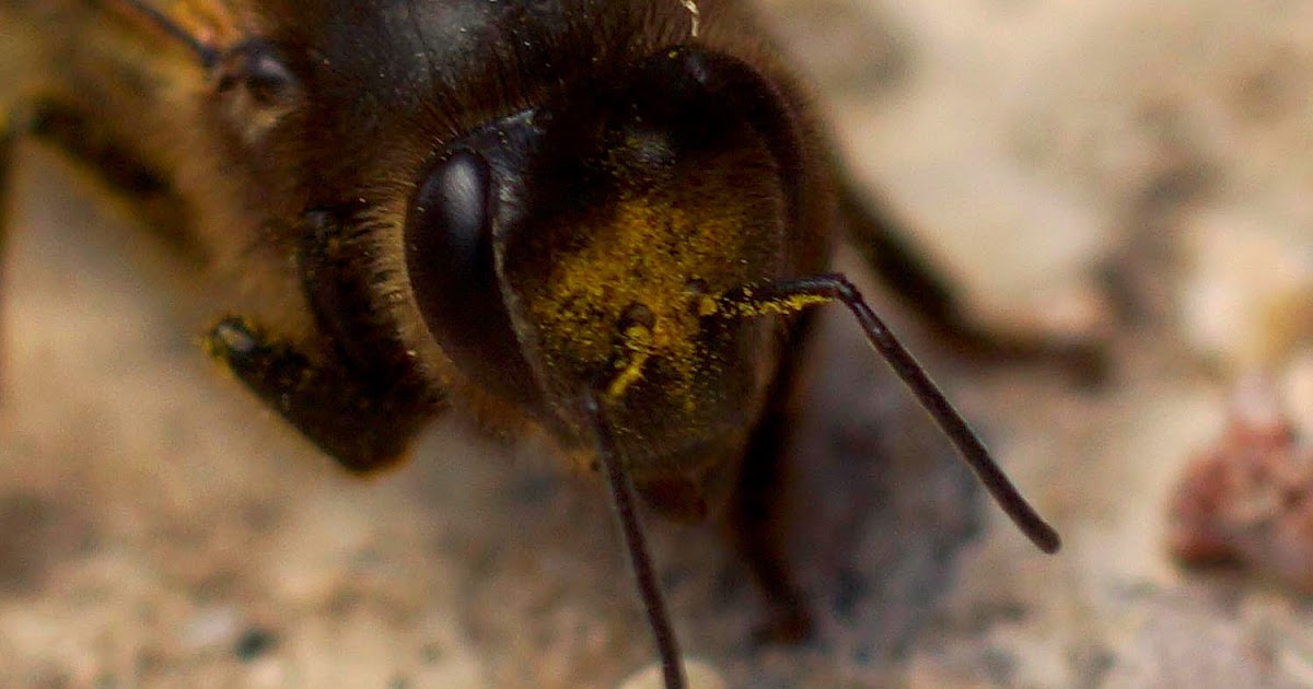 Fauna silvestre de Hormaza: Apis mellifera iberica