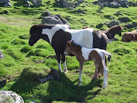 Martin's Tuckerbag: A foal is born