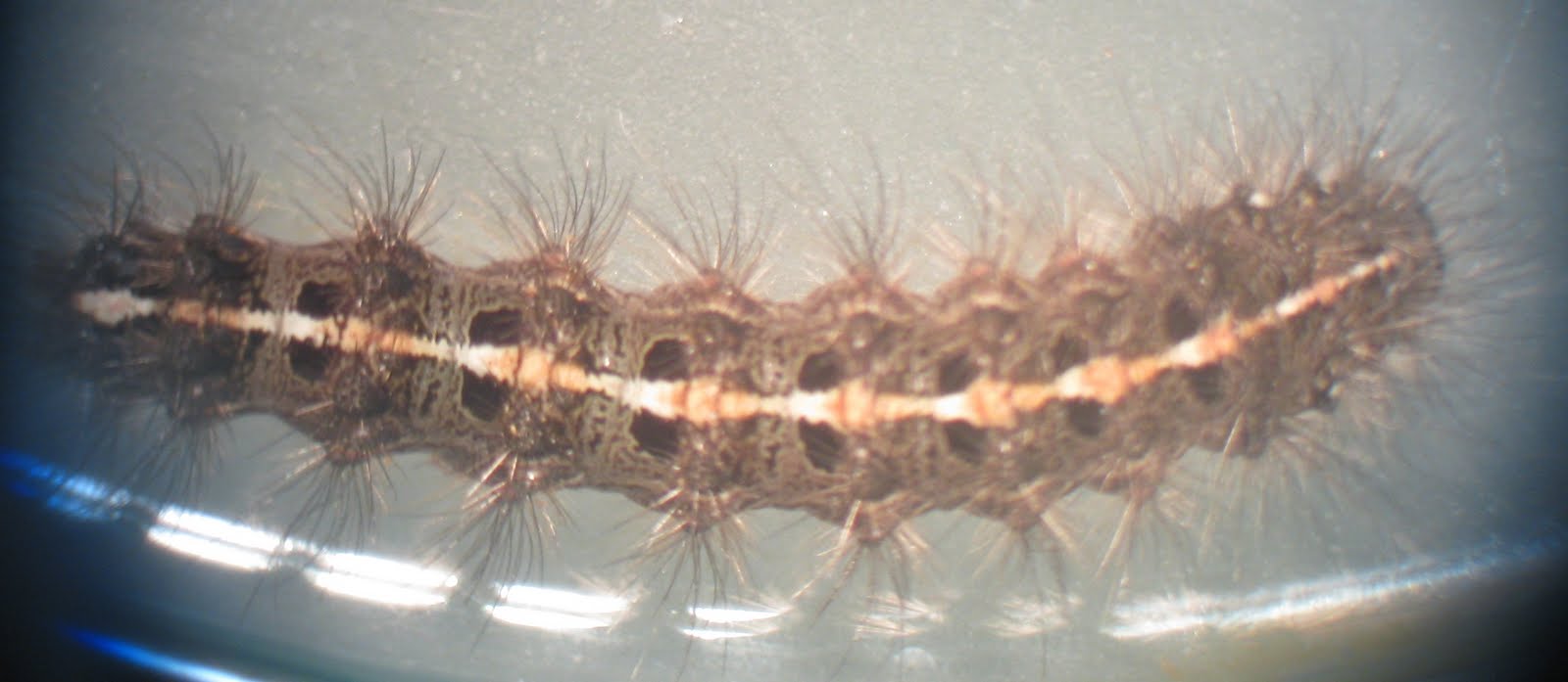 Putra Gunung Sago: Fenomena Ulat Bulu