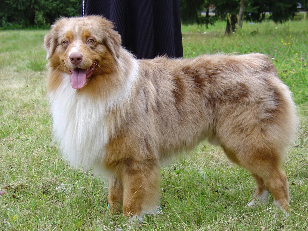 Owczarek australijski (typ amerykański) | Psia Rada: Encyklopedia o psach