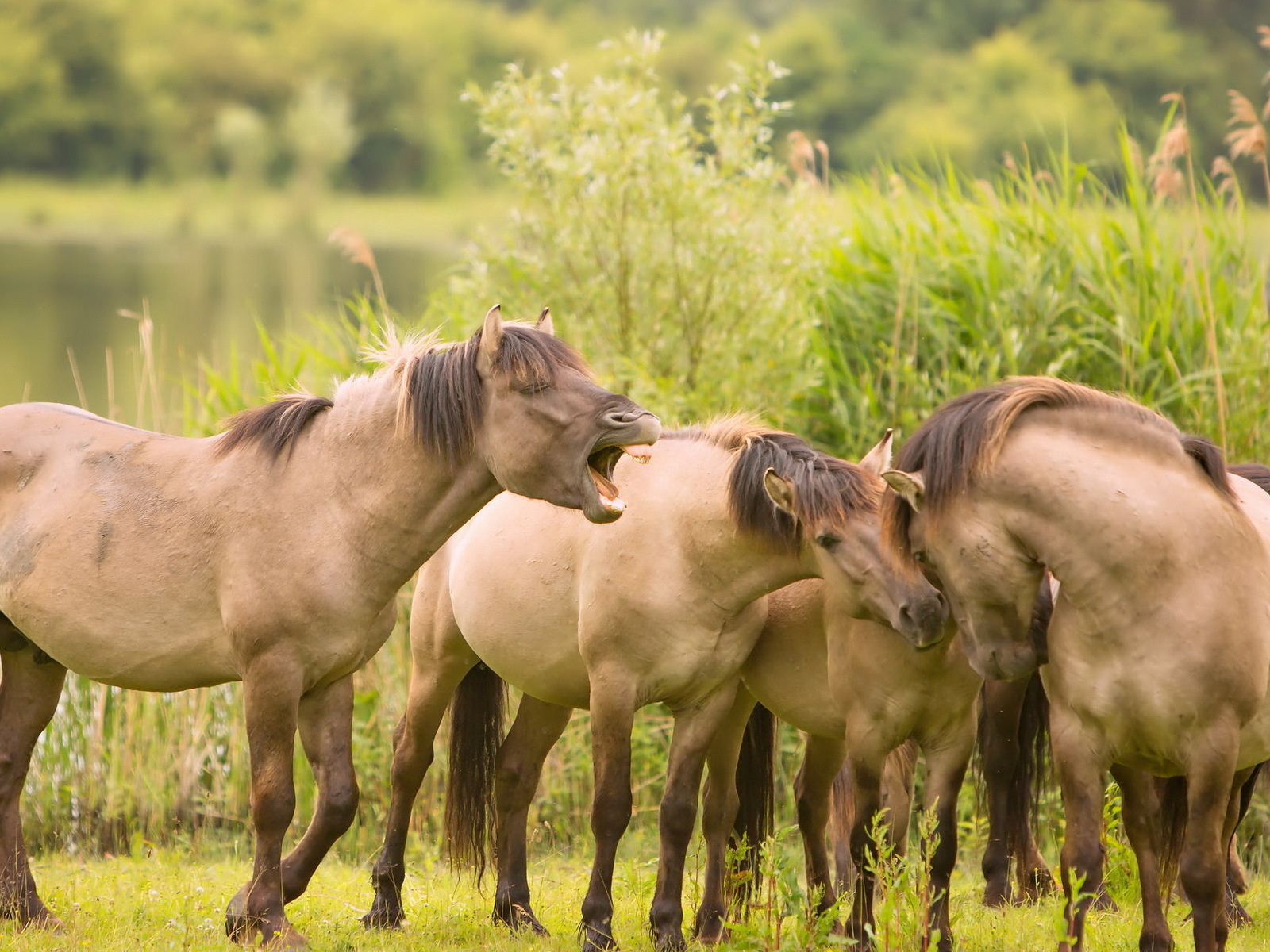 Fotos de imponentes caballos en praderas