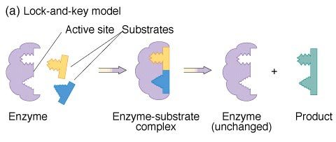 Kepo Kimia: Biokimia : Mekanisme Aksi Enzim