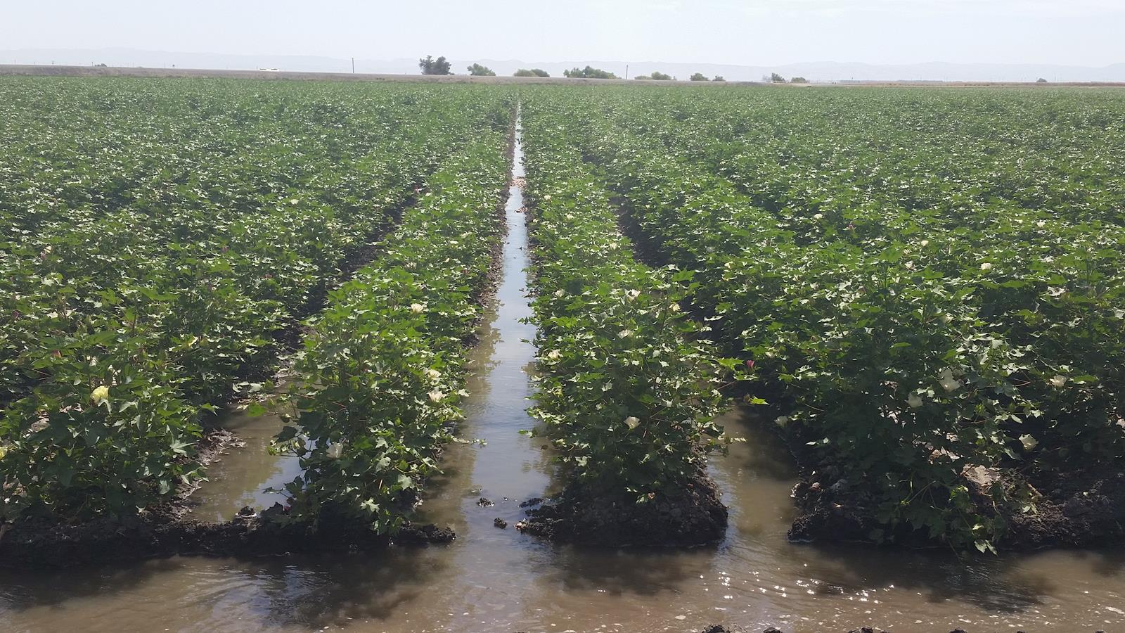 Sustainable Ag: A View from the Field: Time Nears for Cotton Flowers to ...