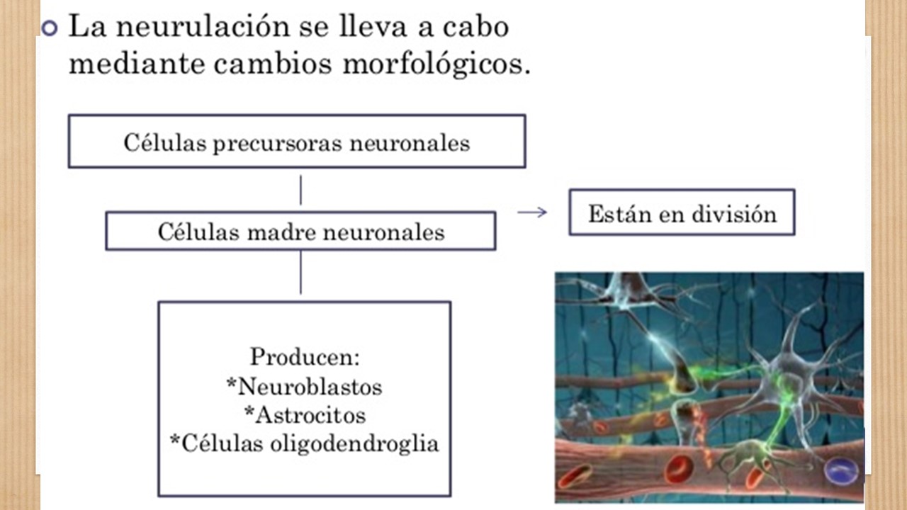 Histoembriologia: EMBRIOLOGÍA DEL SISTEMA NERVIOSO