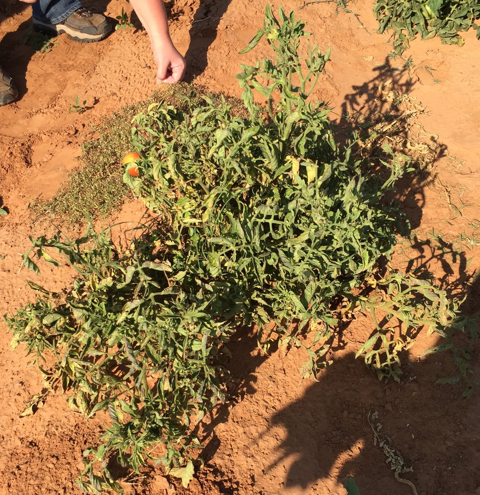 NMSU Plant Clinic: Curly Top Virus Strikes Again