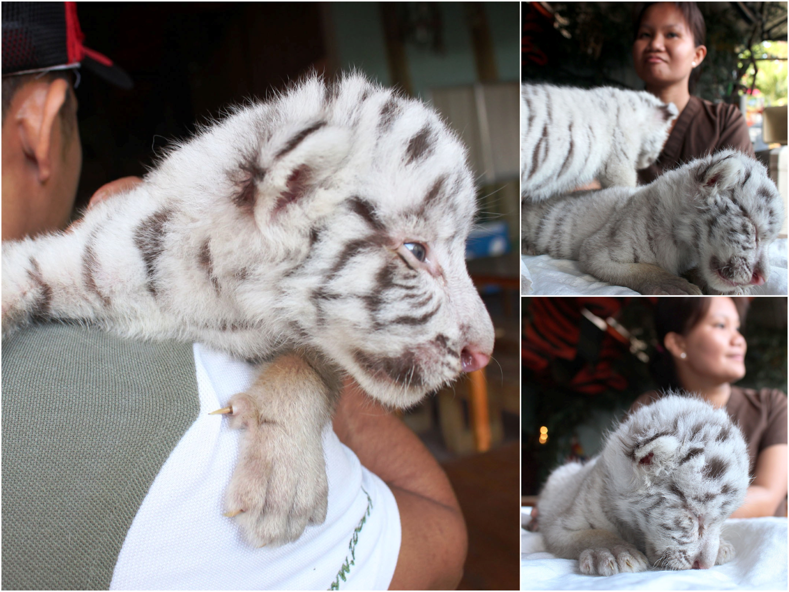 White tigers born in Subic theme park | SubicNewsLink
