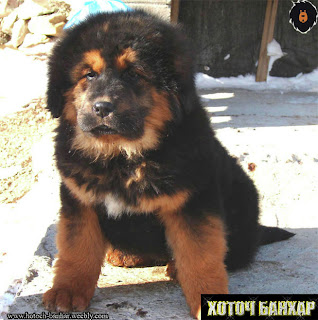 world voice: Mongolian dog