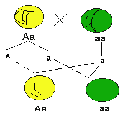 cienciasiteipa2011: 012. Biología - Octavo. Leyes de Mendel