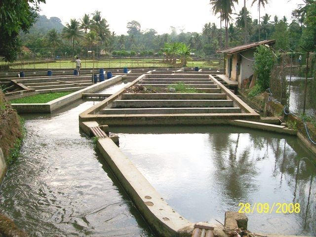 Contoh Gambar Kolam Ikan Nila Untuk 500 1000 Ekor Dan Lebih Di Sekitar Rumah