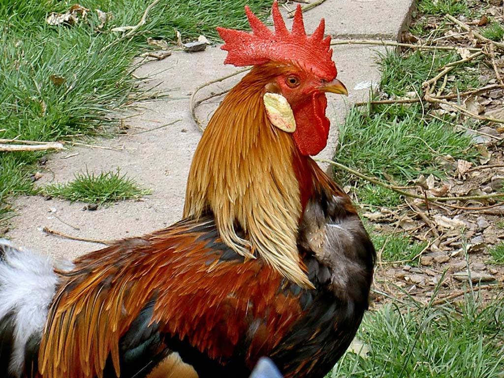 Resimler, Manzaralar, Güzel Resimler, Fotoğraflar, Doğa Resimleri ...