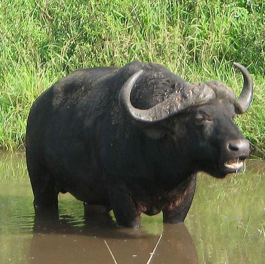 SUPER ANIMAL: Kouprey