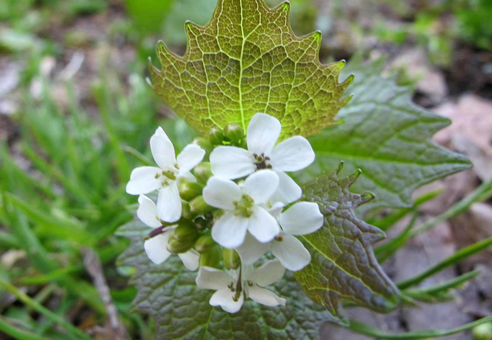 FLORA NEL SALENTO e.. anche altrove: Alliaria petiolata (M. Bieb ...