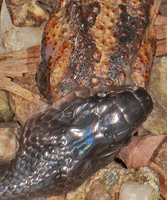 BunyipCo: A Sad Fate for a Harmless Snake